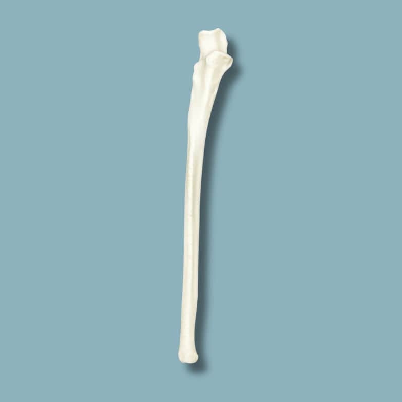 Ulna anatomical model - 22-01-01 - ADDIDREAM - surgery / training / plastic