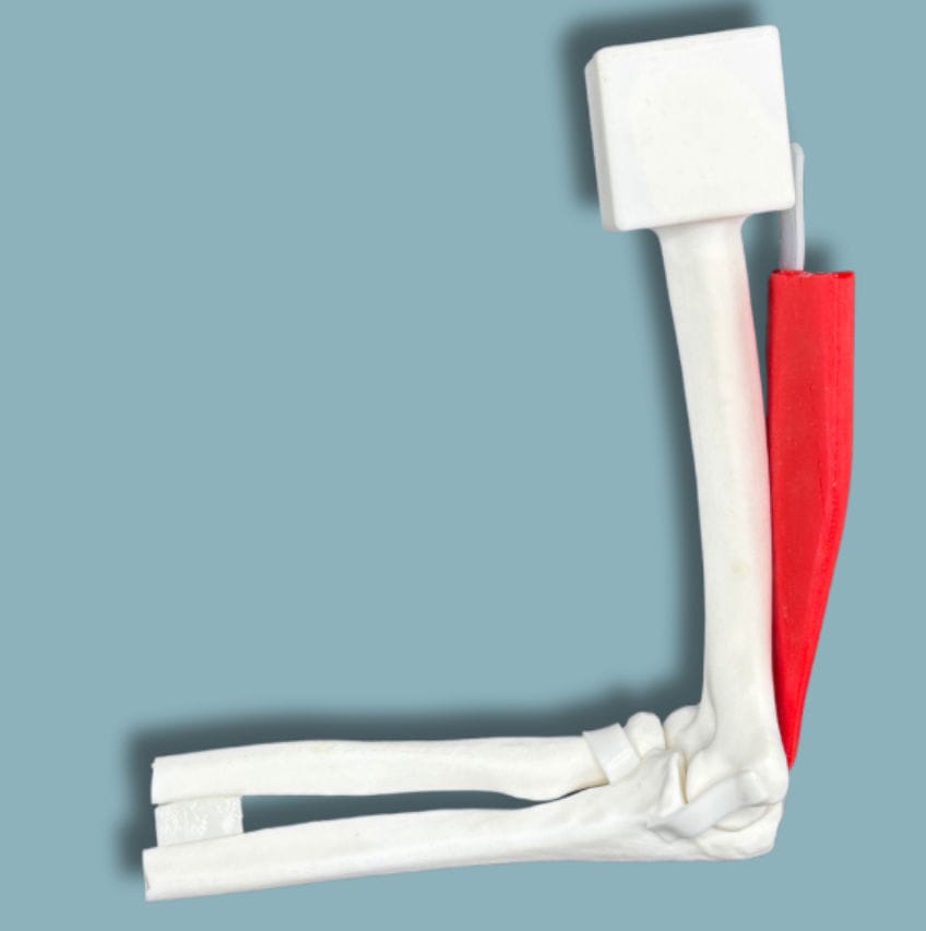 Elbow anatomical model - 14-04-01 - ADDIDREAM - surgery / training ...