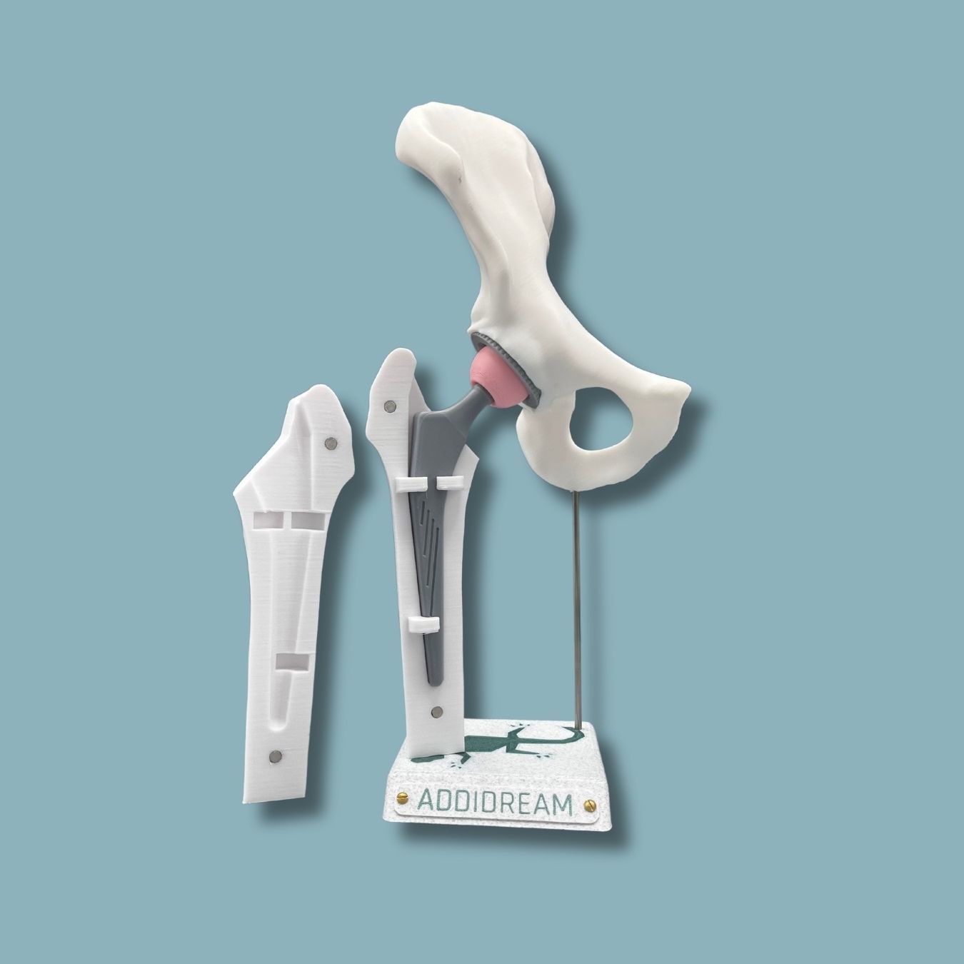 Hip model - 07-AC-01 - ADDIDREAM - hemi-pelvis / femur / for demonstration