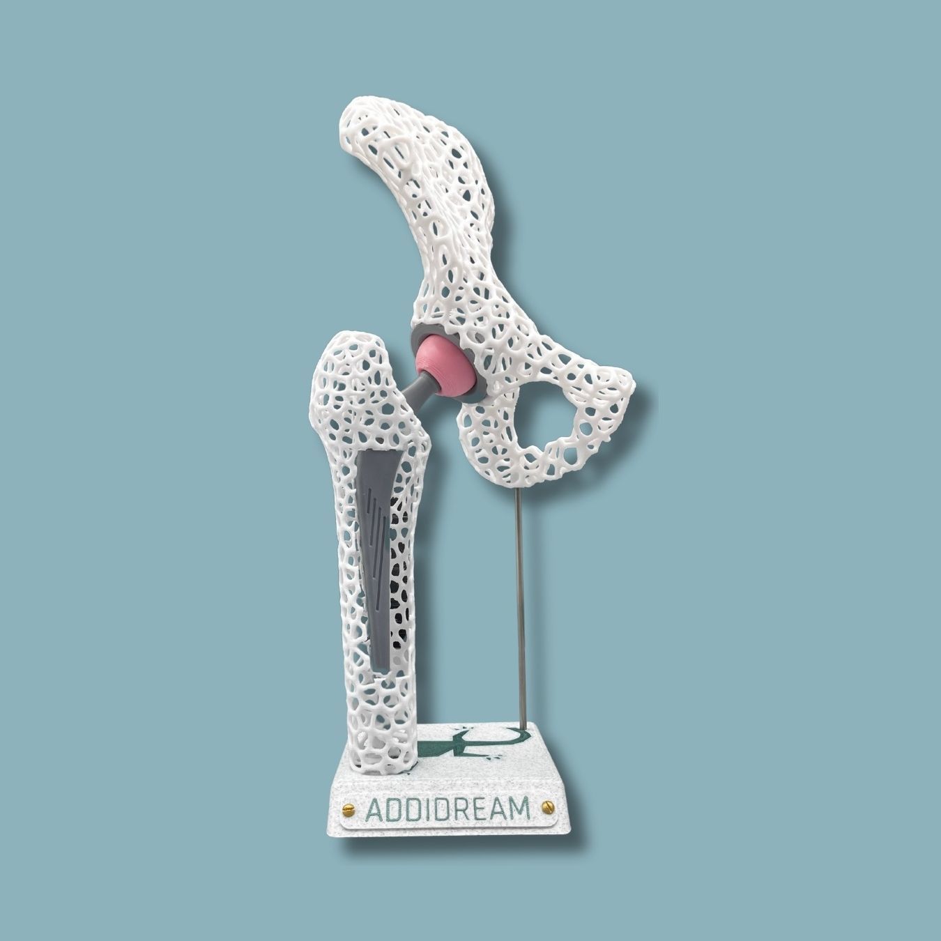 Hip model - 07-AE-01 - ADDIDREAM - hemi-pelvis / femur / for demonstration