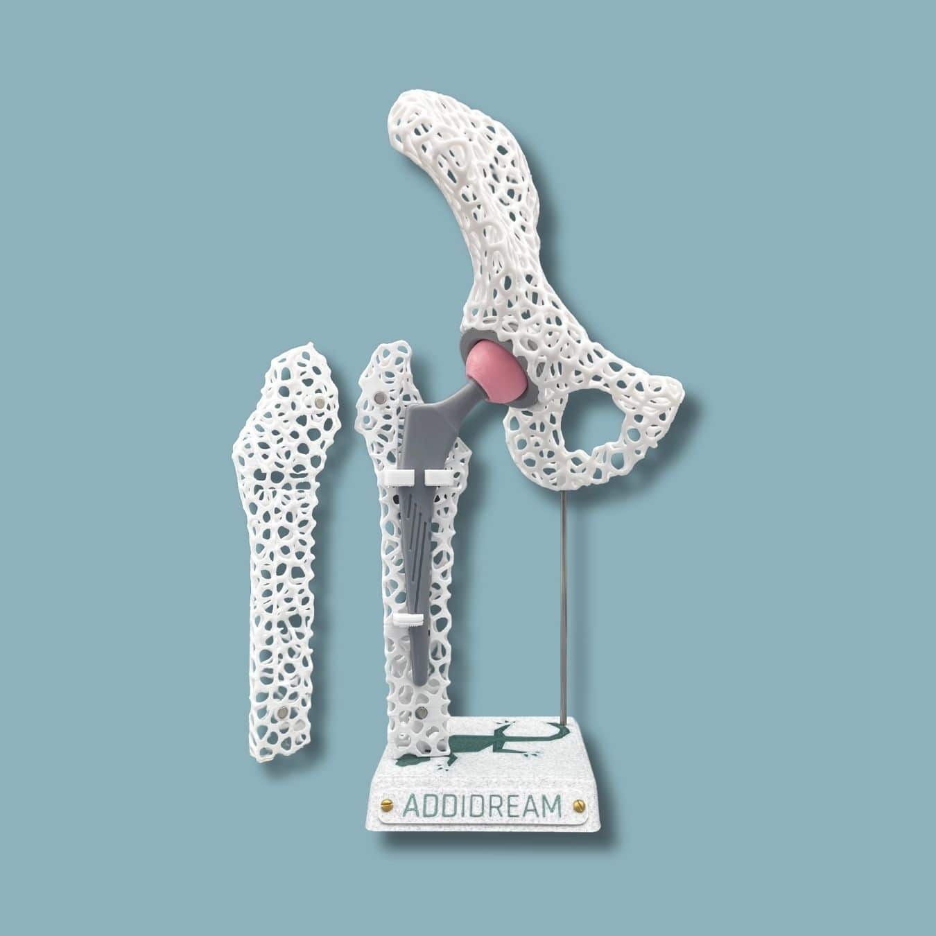 Hip model - 07-AF-01 - ADDIDREAM - hemi-pelvis / femur / for demonstration