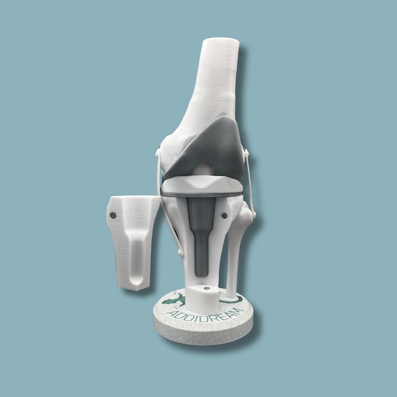 Knee model - 04-AC-01 - ADDIDREAM - tibia / femur / for demonstration