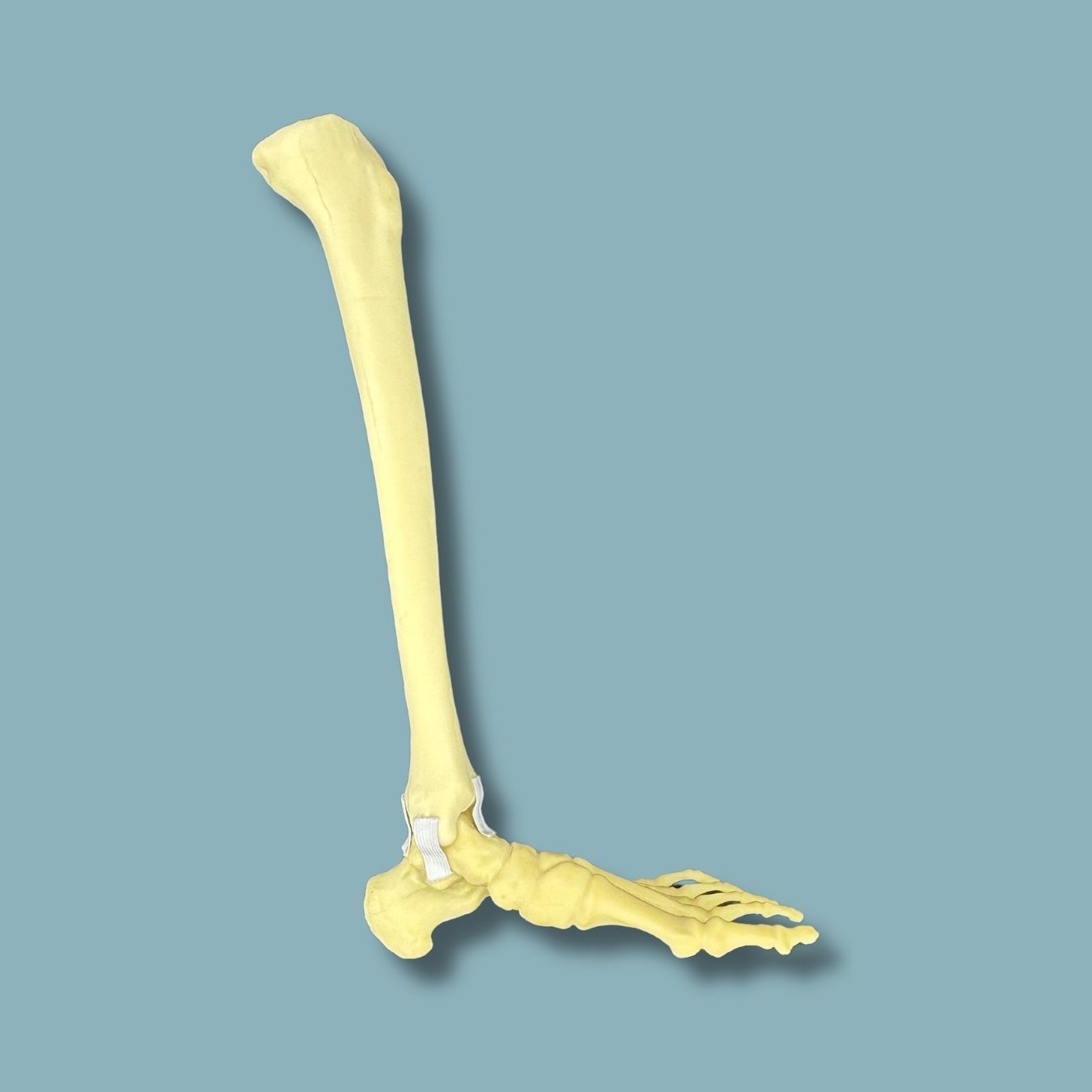 Bone model - 02-27-02 - ADDIDREAM - foot / ankle / orthopedic surgery