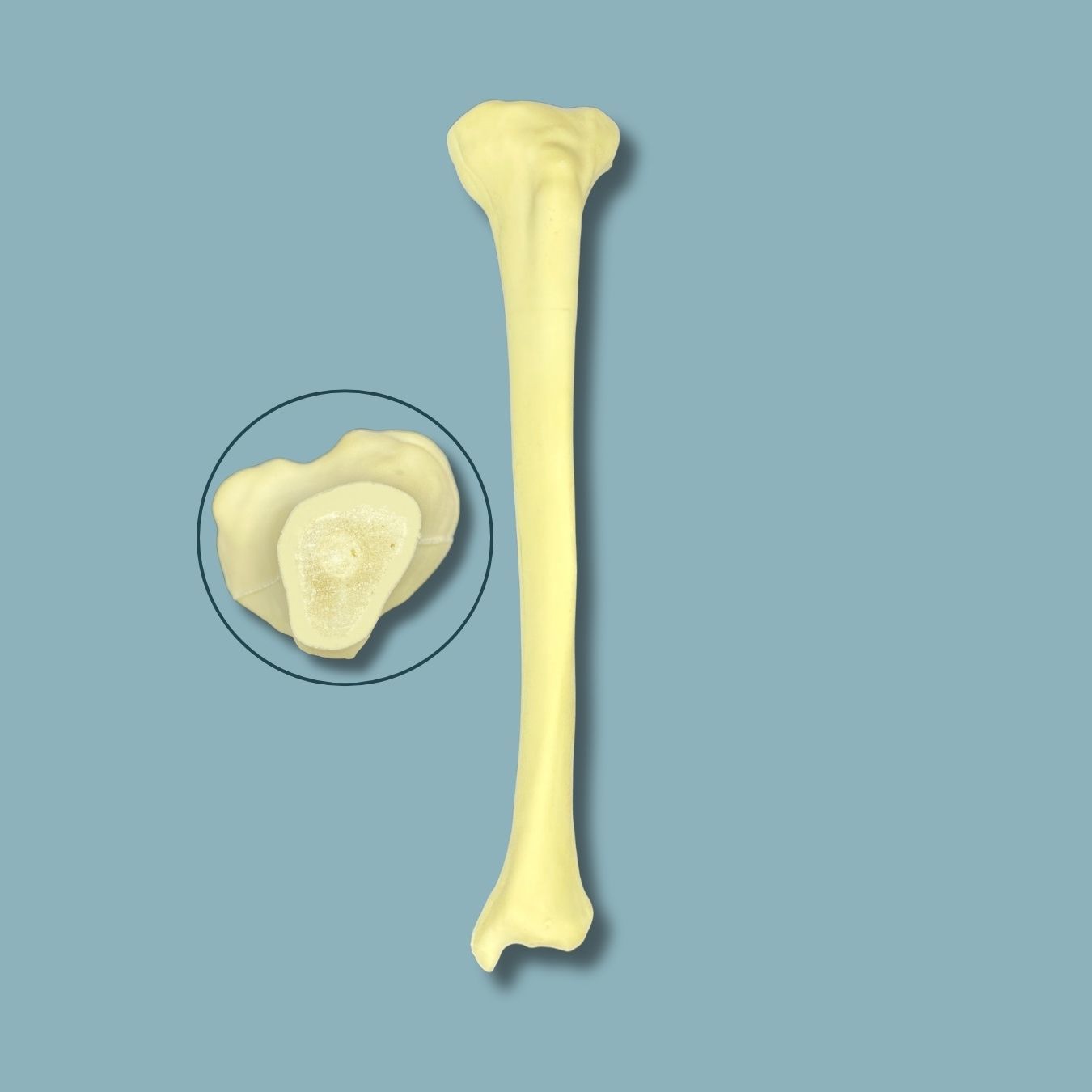 Tibia anatomical model - 03-04-01 - ADDIDREAM - surgery / training / foam