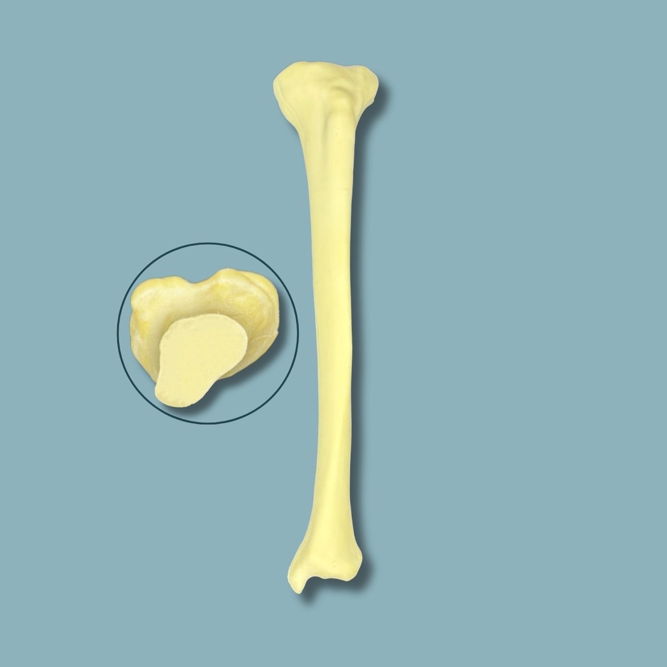 Tibia anatomical model - 03-03-01 - ADDIDREAM - surgery / training / foam