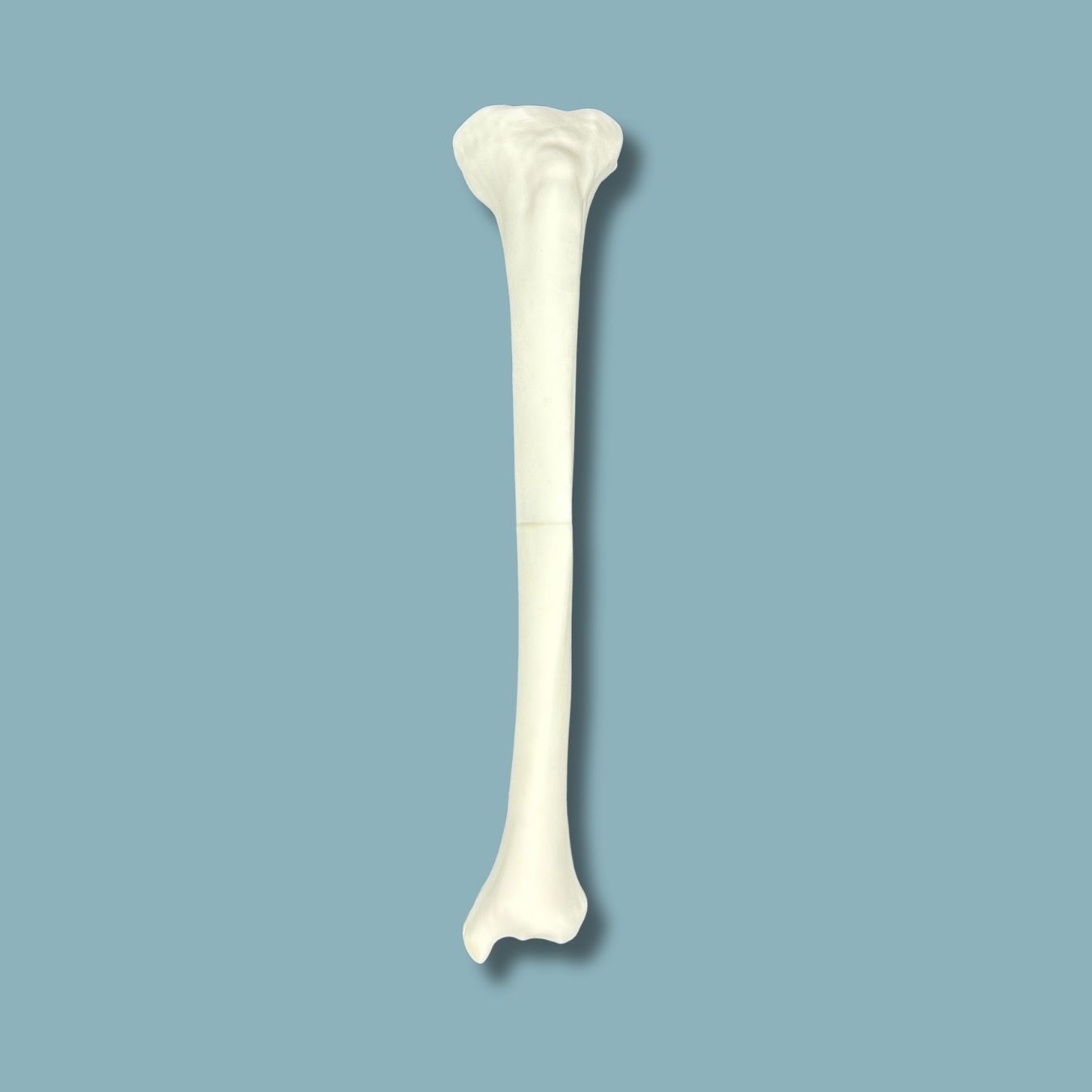 Tibia anatomical model - 03-01-01 - ADDIDREAM - training / plastic / white