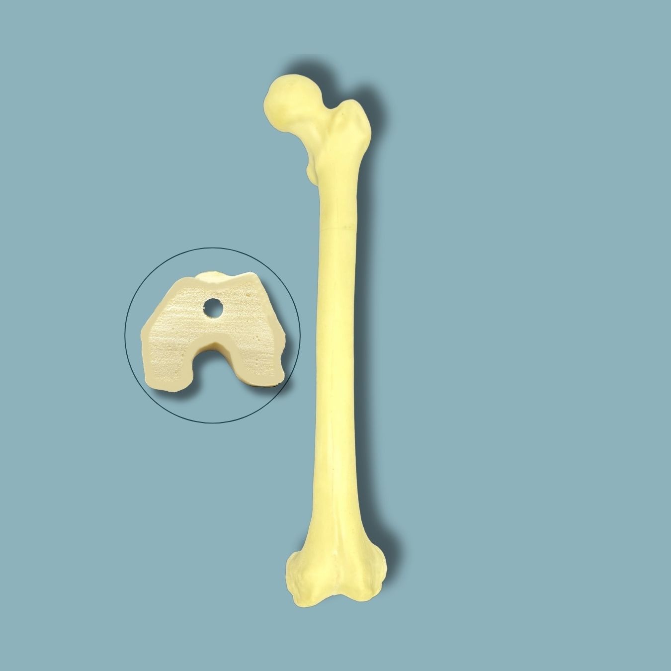 Femur anatomical model - 05-05-01 - ADDIDREAM - surgery / training / foam