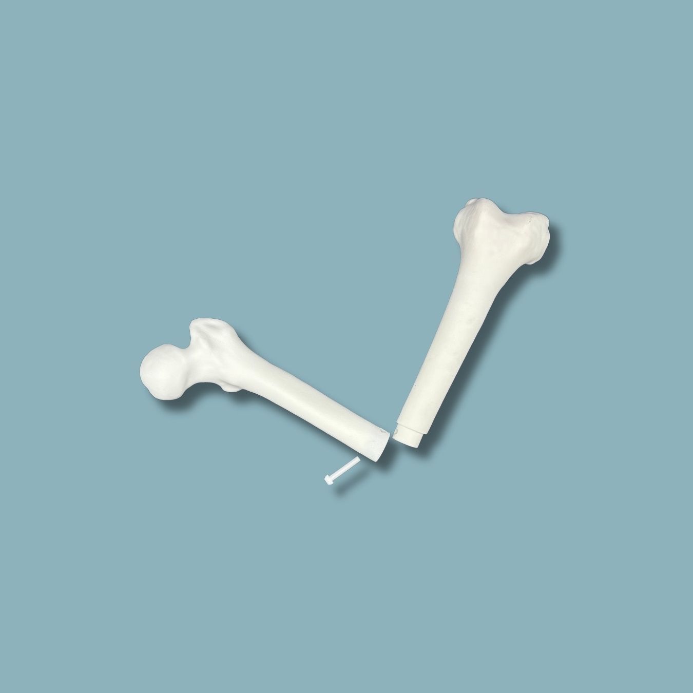 Femur anatomical model - 05-08-02 - ADDIDREAM - surgery / training ...