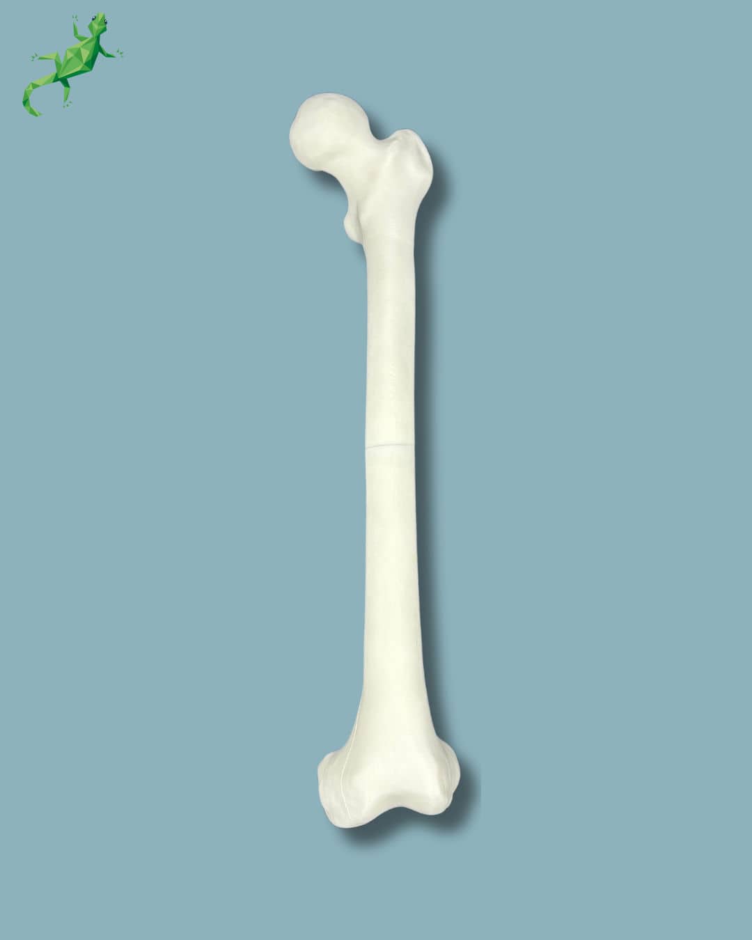 Femur anatomical model - 05-01-01 - ADDIDREAM - training / plastic / white