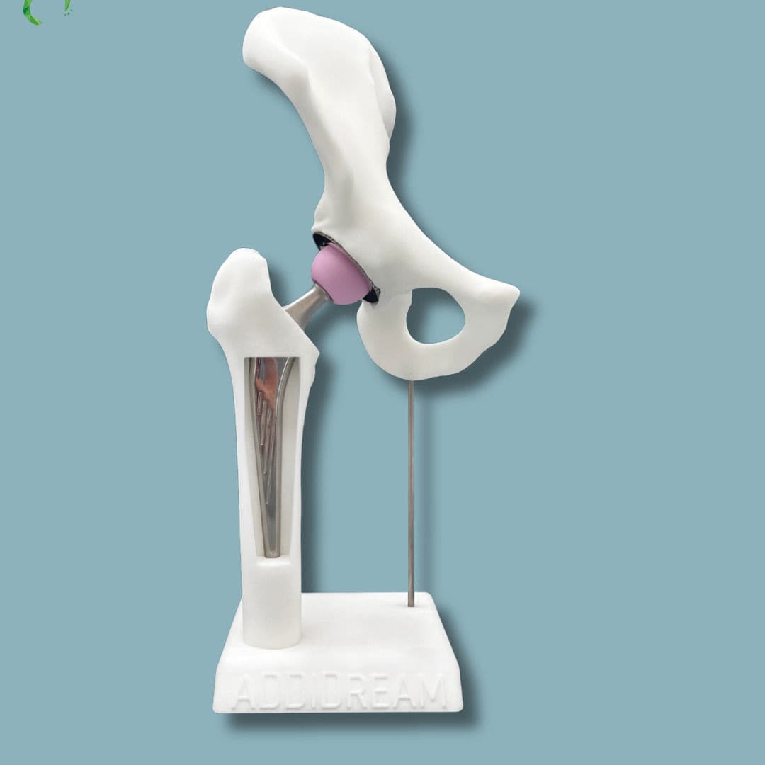 Pelvis model - 07-AH-01 - ADDIDREAM - femur / plastic / white