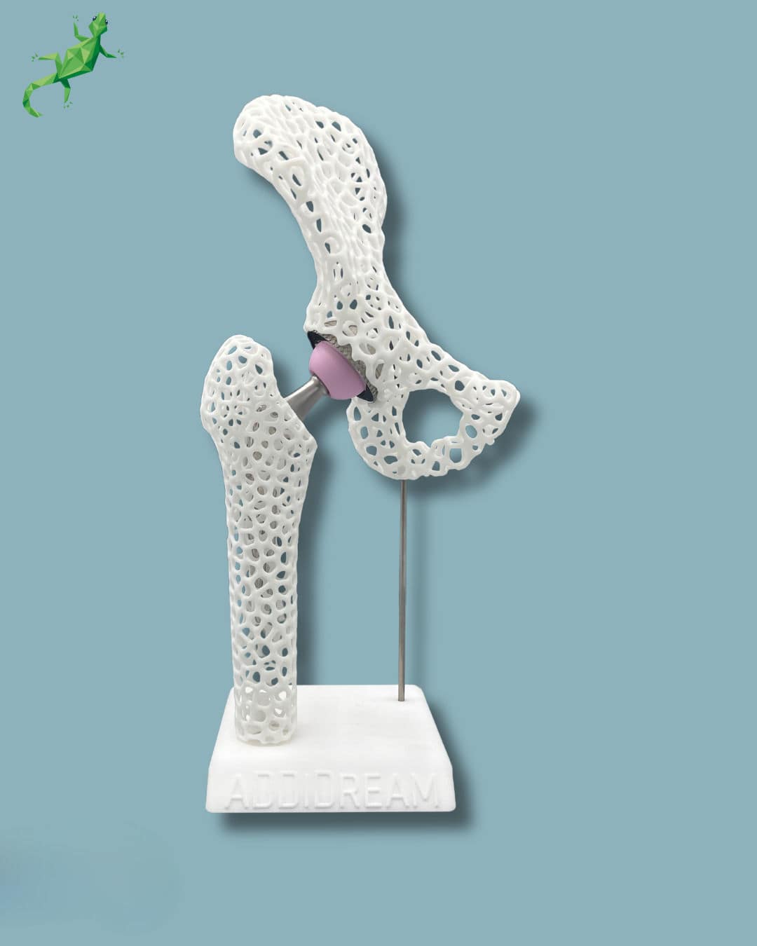 Pelvis model - 07-AJ-01 - ADDIDREAM - femur / plastic / white