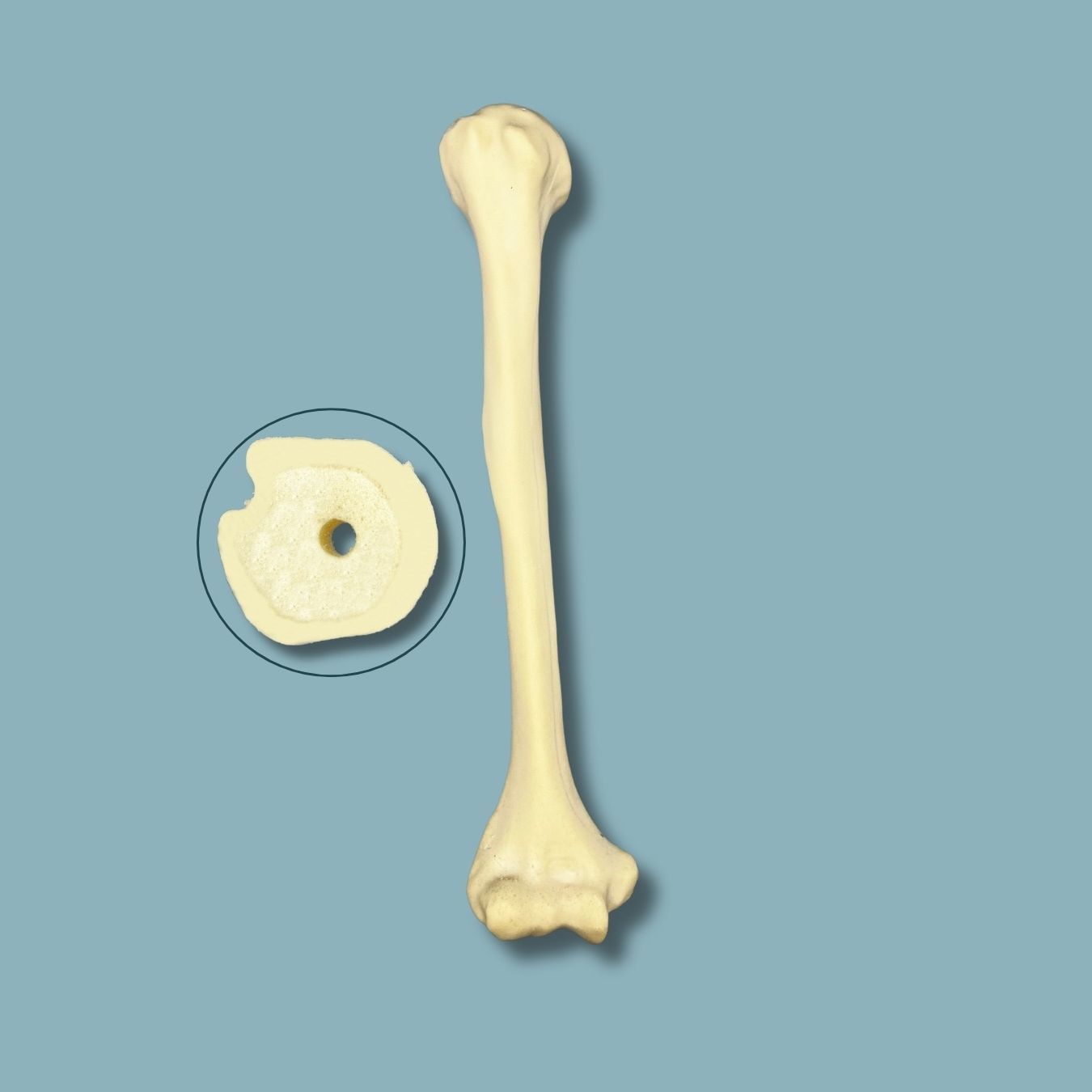 Humerus anatomical model - 15-05-02 - ADDIDREAM - surgery / training / foam