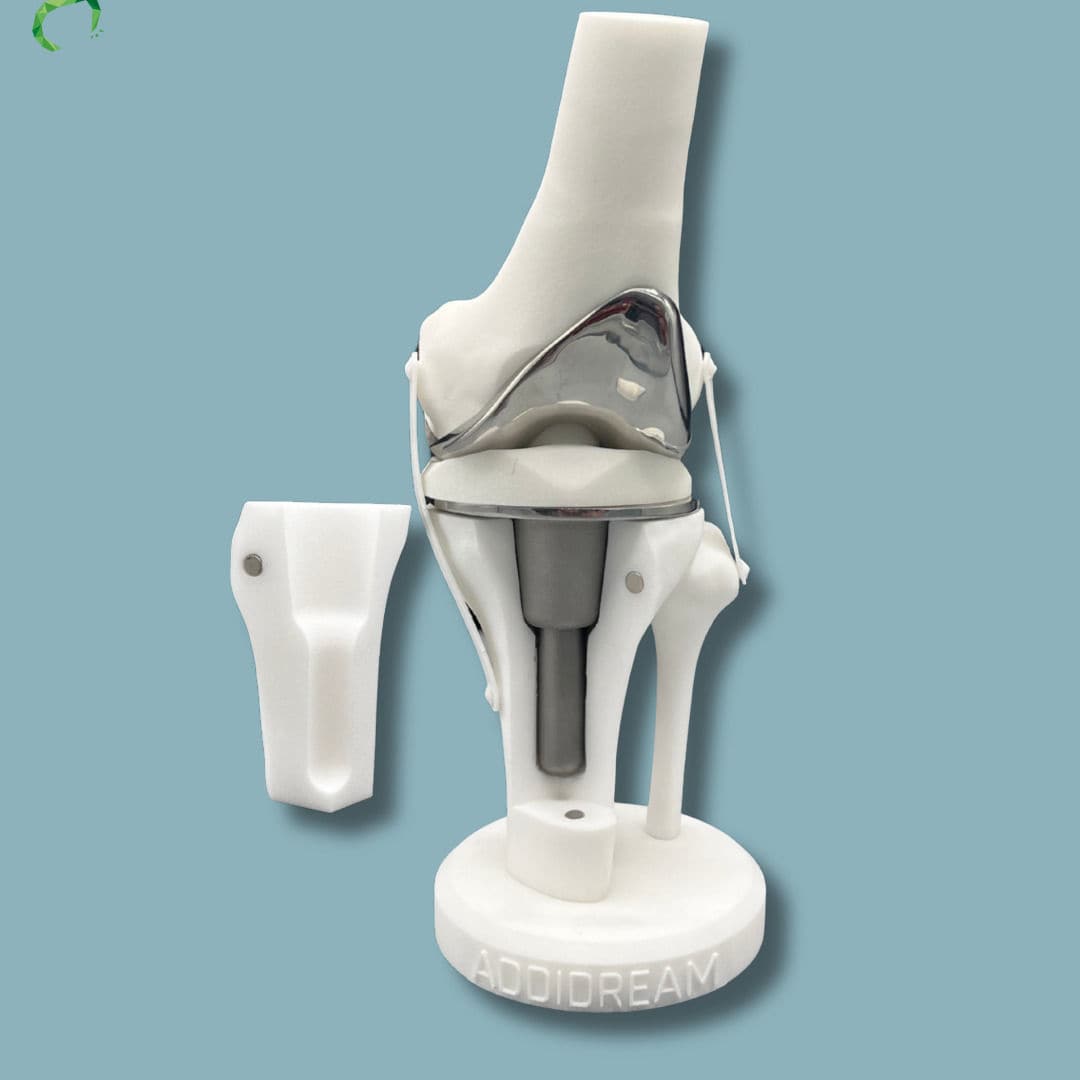 Knee model - 04-AI-01 - ADDIDREAM - tibia / femur / for demonstration