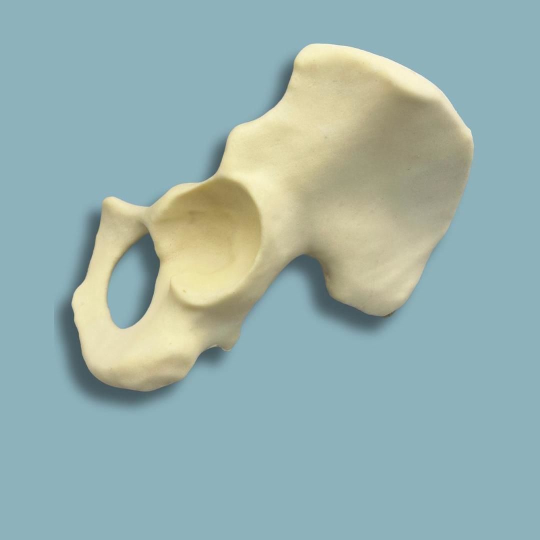 Hemi-pelvis anatomical model - 07-01-02 - ADDIDREAM - surgery ...