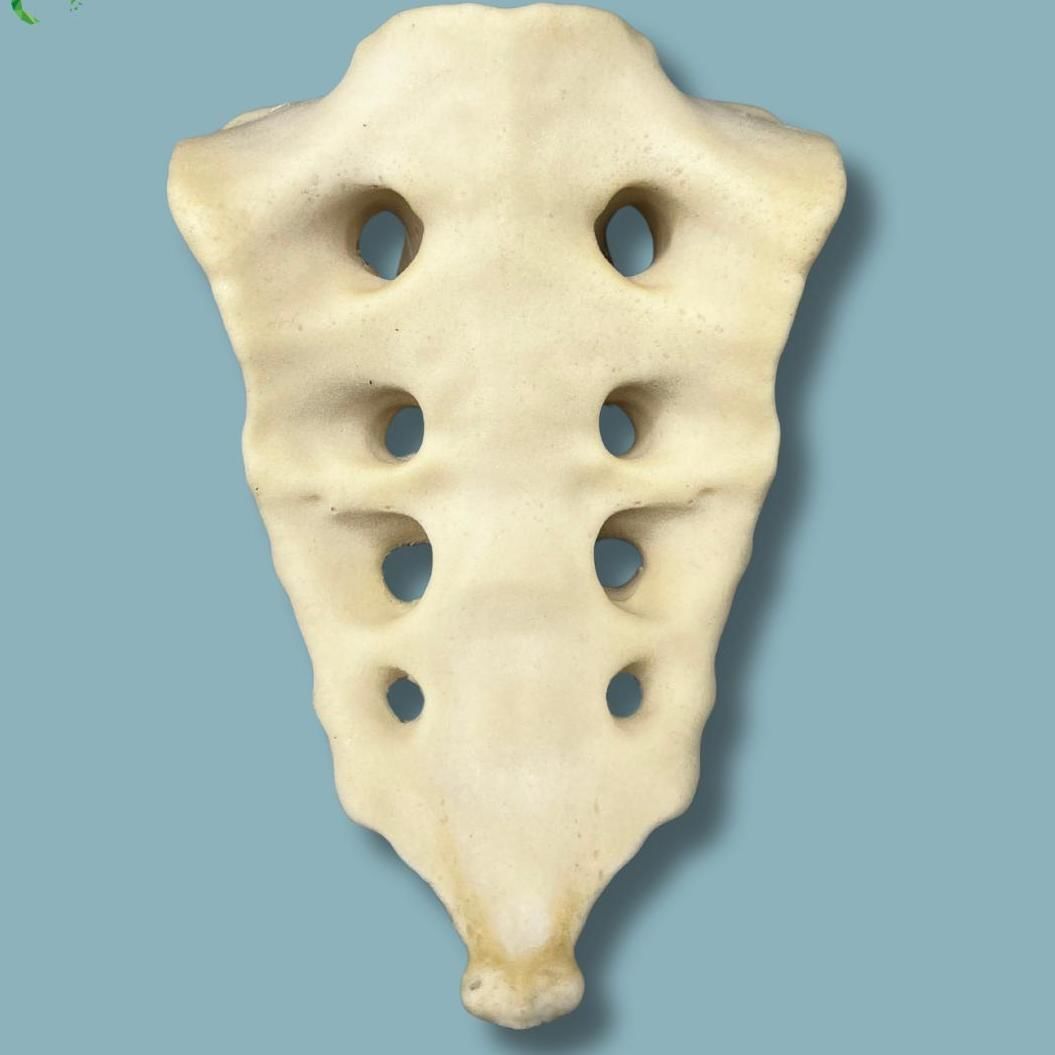 Anatomical model with sacrum - 07-03-02 - ADDIDREAM - surgery ...