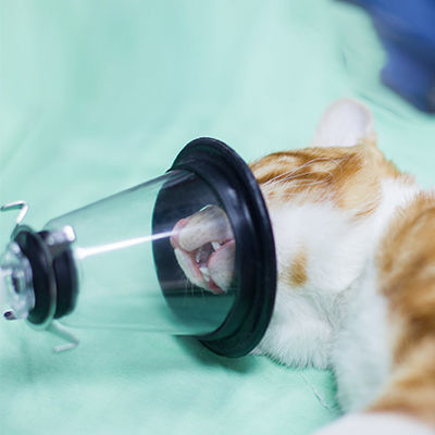 Anesthesia veterinary mask - Conrui Medical, Inc.