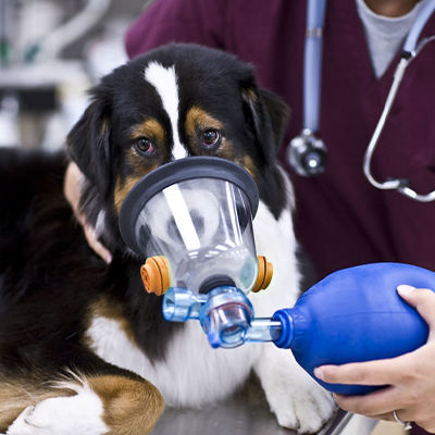 Oxygen veterinary mask - Conrui Medical, Inc. - artificial ventilation ...