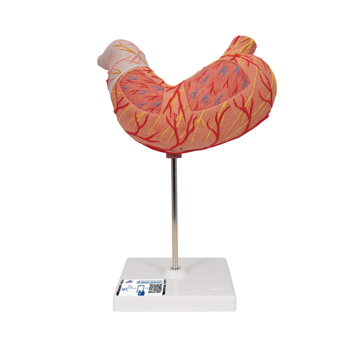 Stomach model - K15 - 3B Scientific - for teaching / with blood vessels