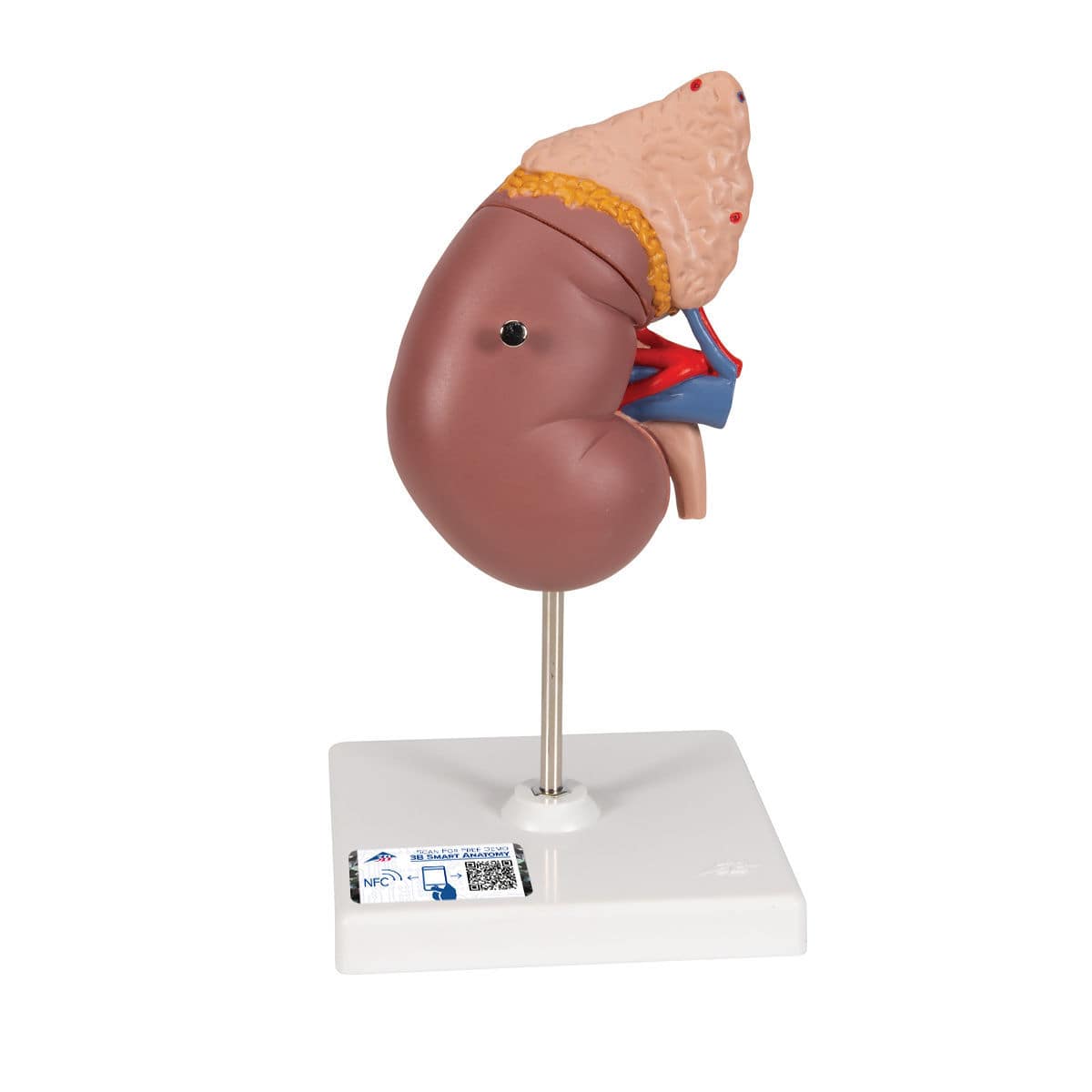 Kidney model - K12 - 3B Scientific - with adrenal gland / for teaching