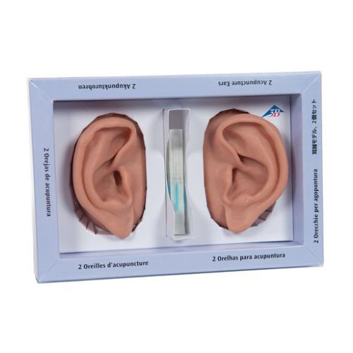 Ear model - N15 - 3B Scientific - acupuncture
