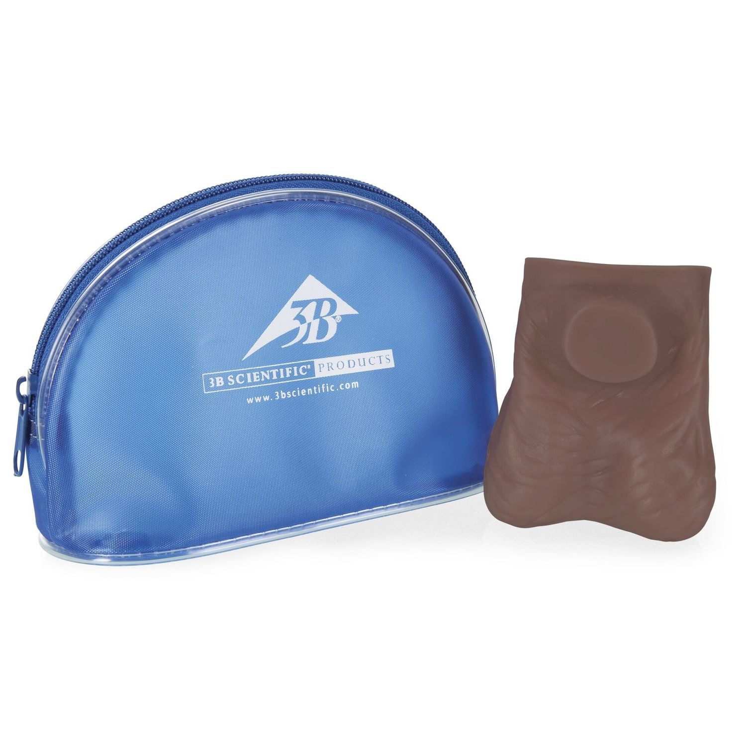 Skin anatomy model - L60D - 3B Scientific - training / male