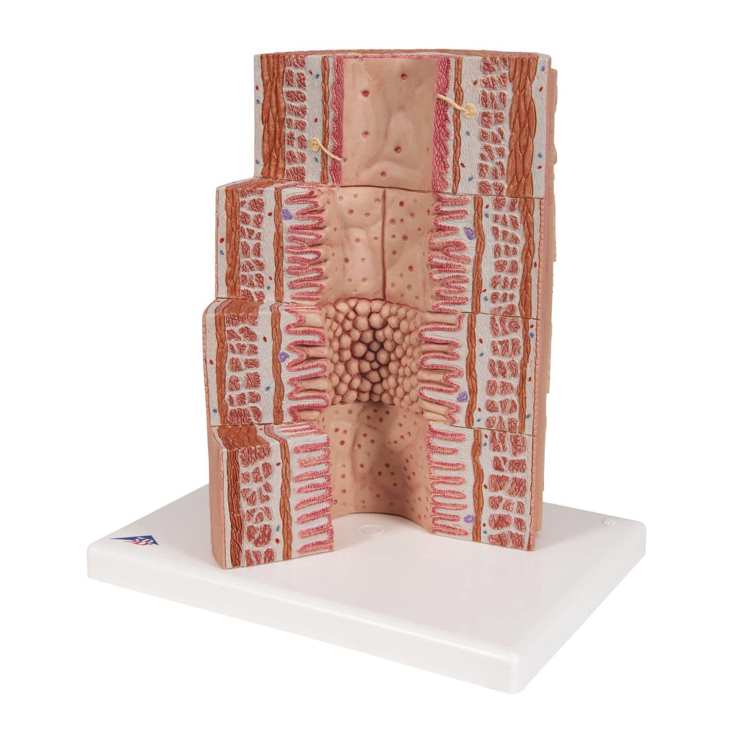 Stomach model - K23 - 3B Scientific - small intestine / for teaching