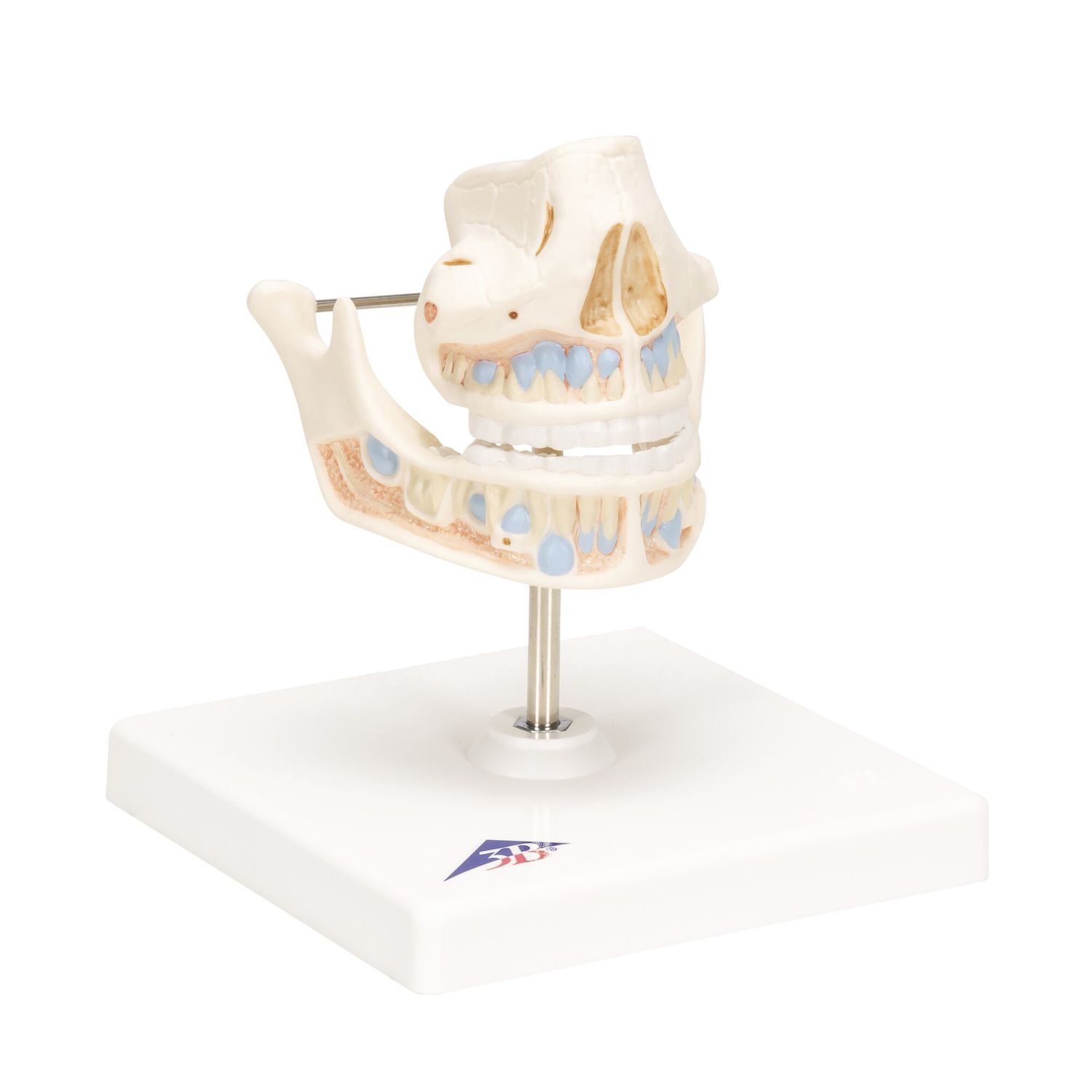 Jaw anatomical model - VE282 - 3B Scientific - teeth / for teaching / child