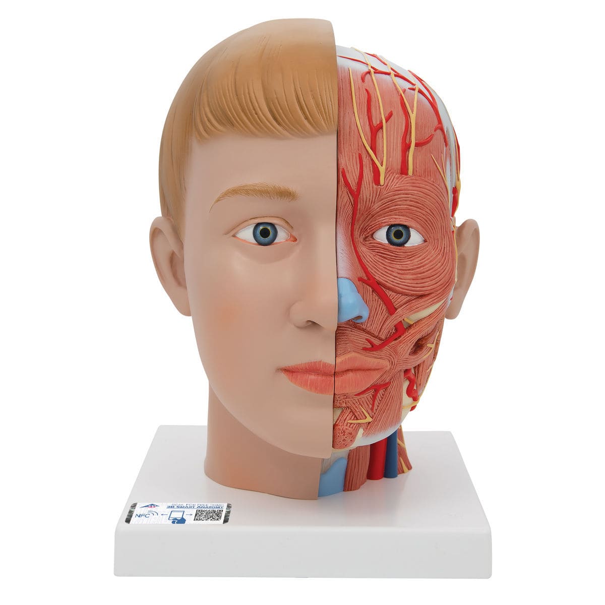 Head model - C07 - 3B Scientific - for teaching