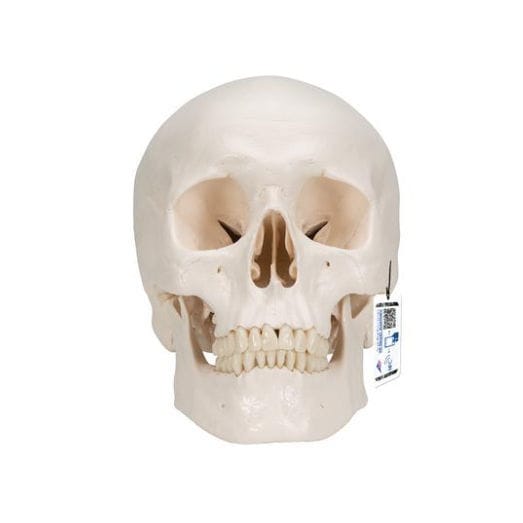 Skull model - A20/9 - 3B Scientific - brain / for teaching / plastic