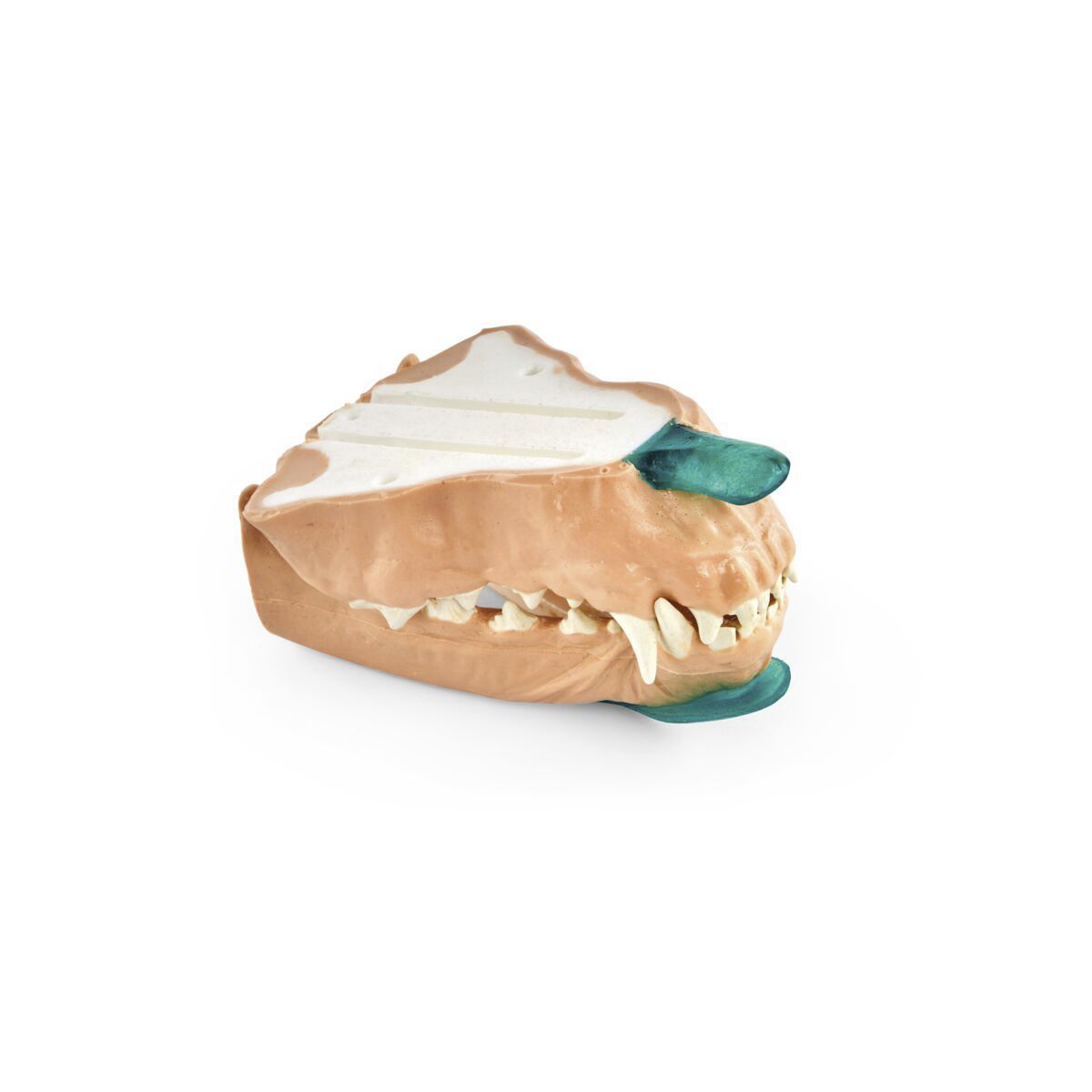 Tooth model - 1025651 - 3B Scientific - dental / jaw / for veterinary care