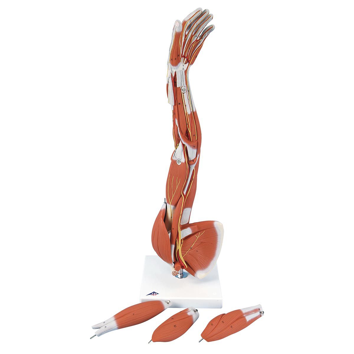 Muscle model - M10 - 3B Scientific - arm / for teaching / disarticulated