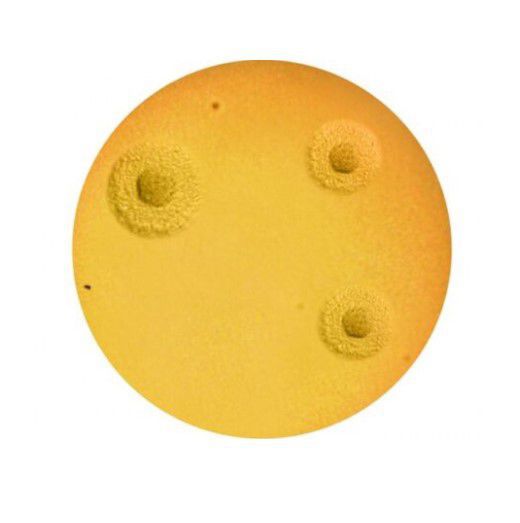 Agar gel reagent - A7 - ELITech Group - for mycology / urea / vitamin