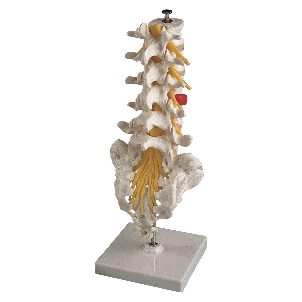 Lumbar spine anatomical model - EDC201 - EMS Physio - flexible