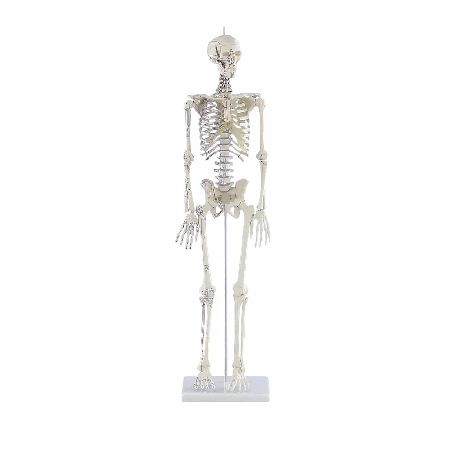 Skeleton model - Daniel - Erler-Zimmer - for teaching / with muscle marking