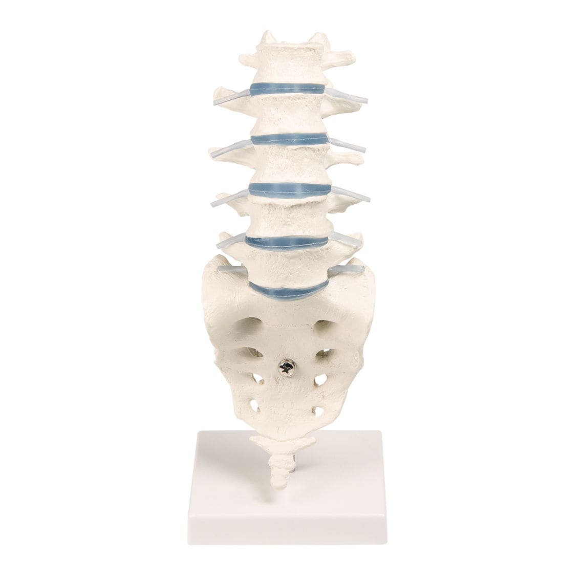 Vertebral column model - 4036 - Erler-Zimmer - lumbar vertebral column ...