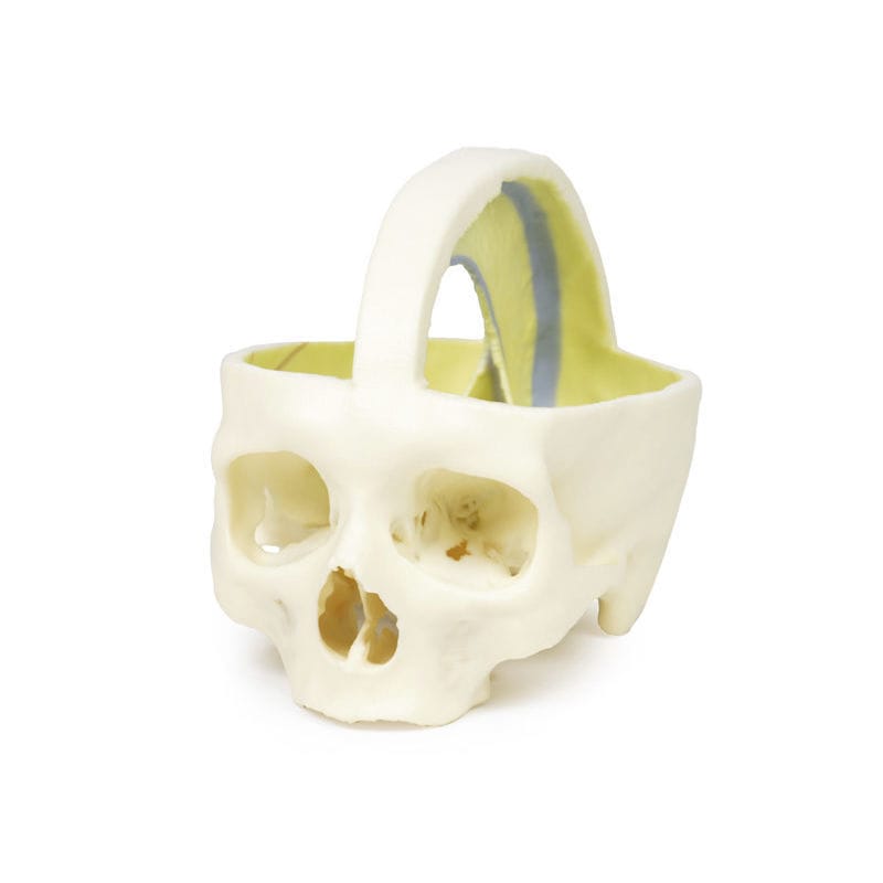 Skull model - MP1610 - Erler-Zimmer - for teaching