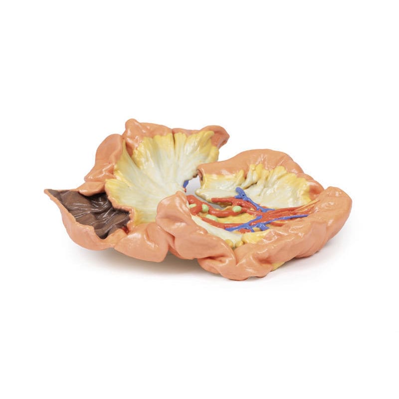 Bowel anatomical model - MP1730 - Erler-Zimmer - for teaching