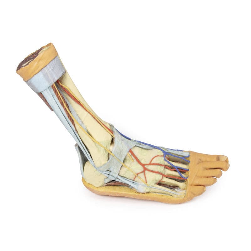 Foot anatomical model - MP1930 - Erler-Zimmer - for teaching