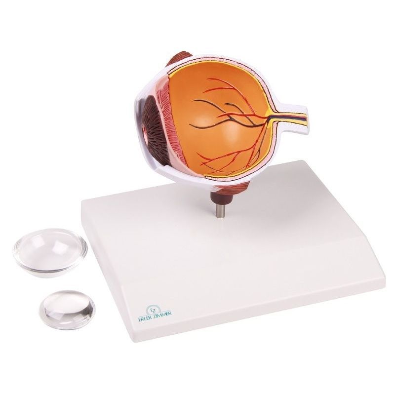 Eye anatomical model - F50 - Erler-Zimmer - for teaching