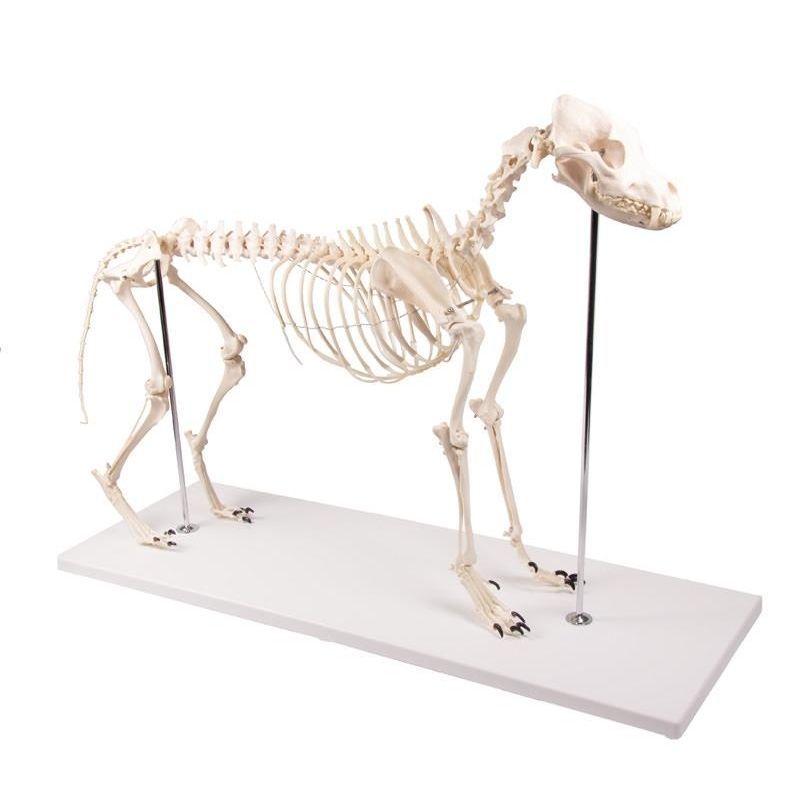 Whole body anatomical model - VET1700 - Erler-Zimmer - skeleton / for ...