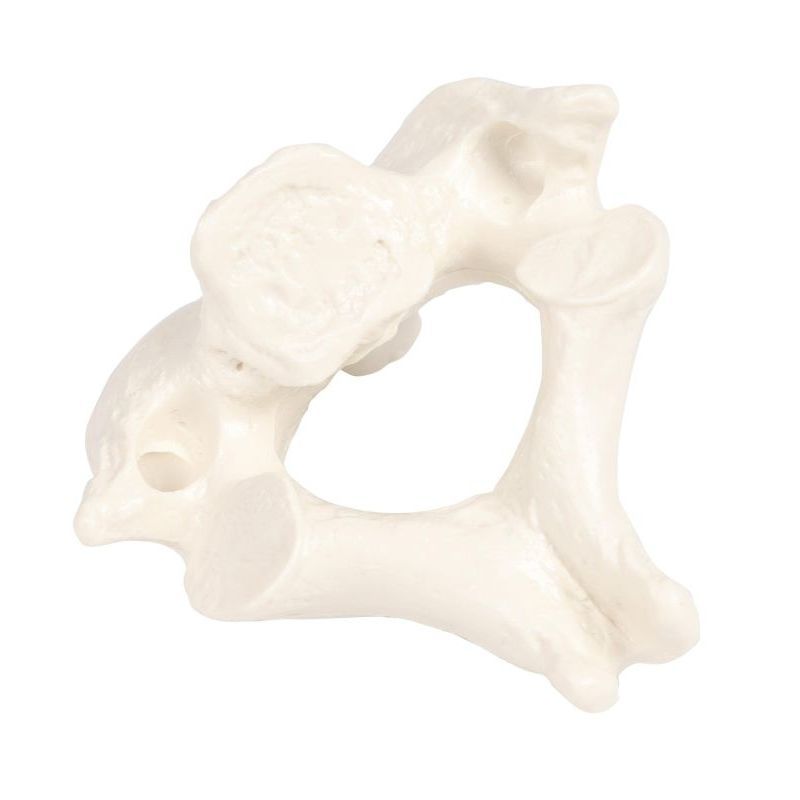 Vertebra anatomical model - 3062 - Erler-Zimmer - adult / male / white