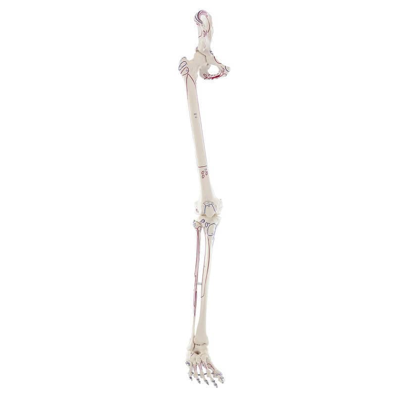 Pelvis anatomy model - 6070 - Erler-Zimmer - skeleton / leg / tibia