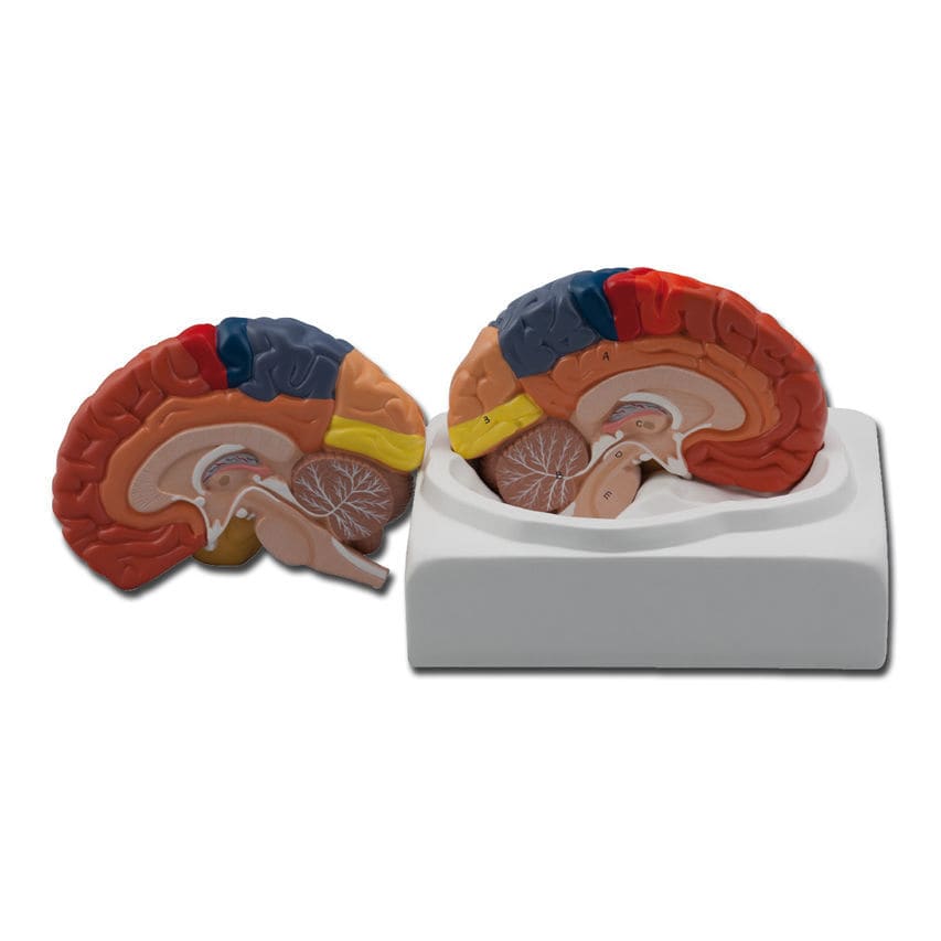 Brain model - 40021 - GIMA - cerebellum / temporal / training