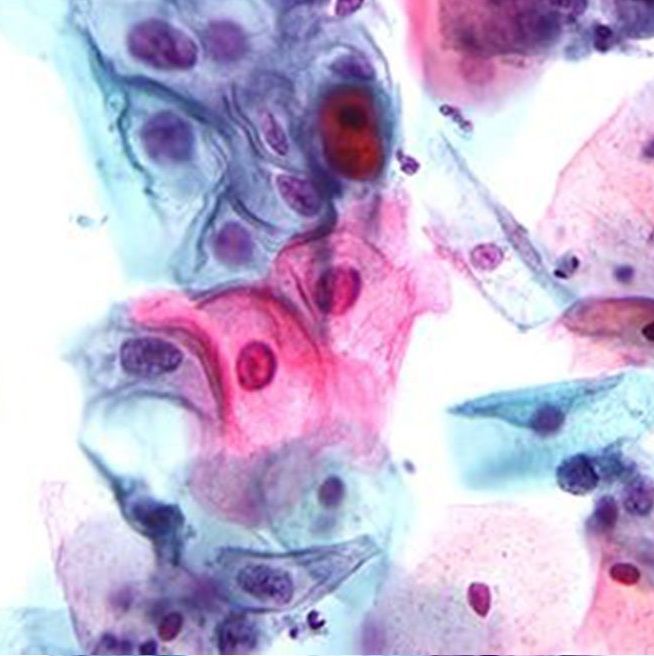 Staining solution reagent - 01HEMHP1000 - Histo-Line Laboratories ...