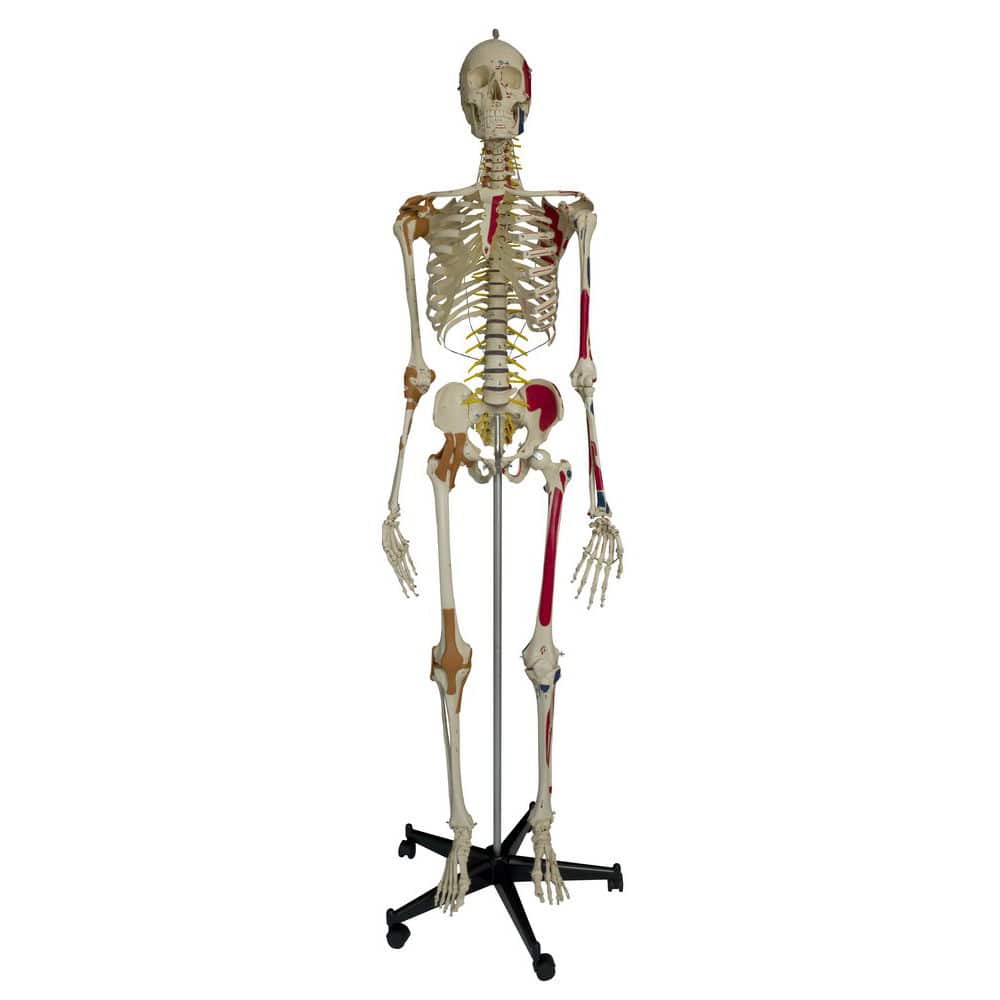 Skeleton model - A206 - RÜDIGER - ANATOMIE - whole body / for teaching ...