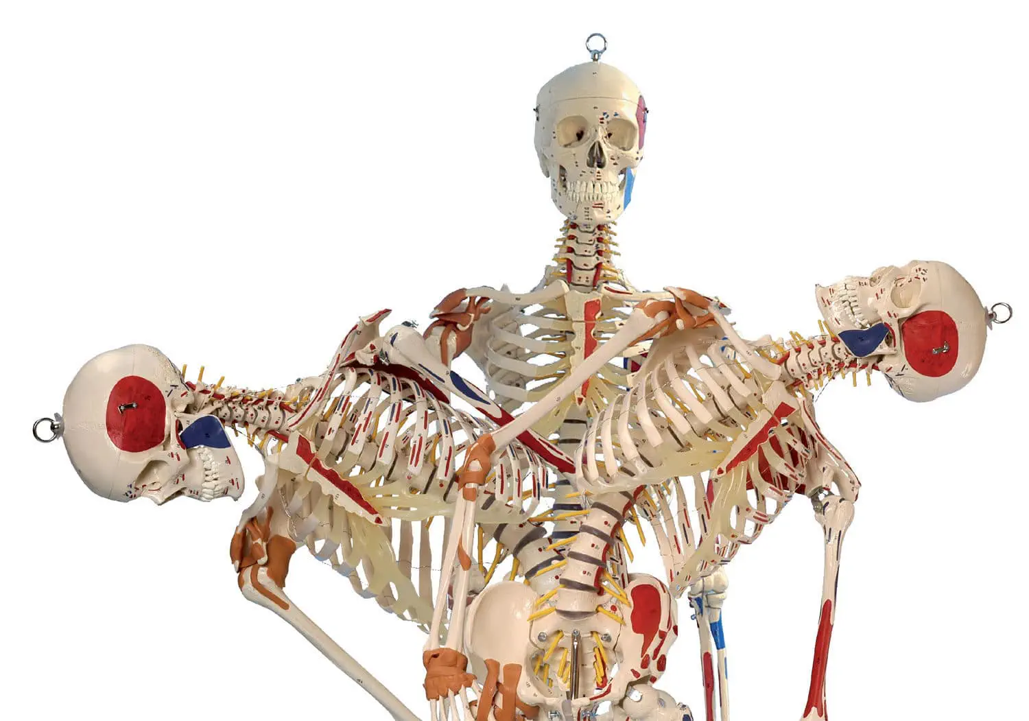 Human Skeleton Anatomy Model