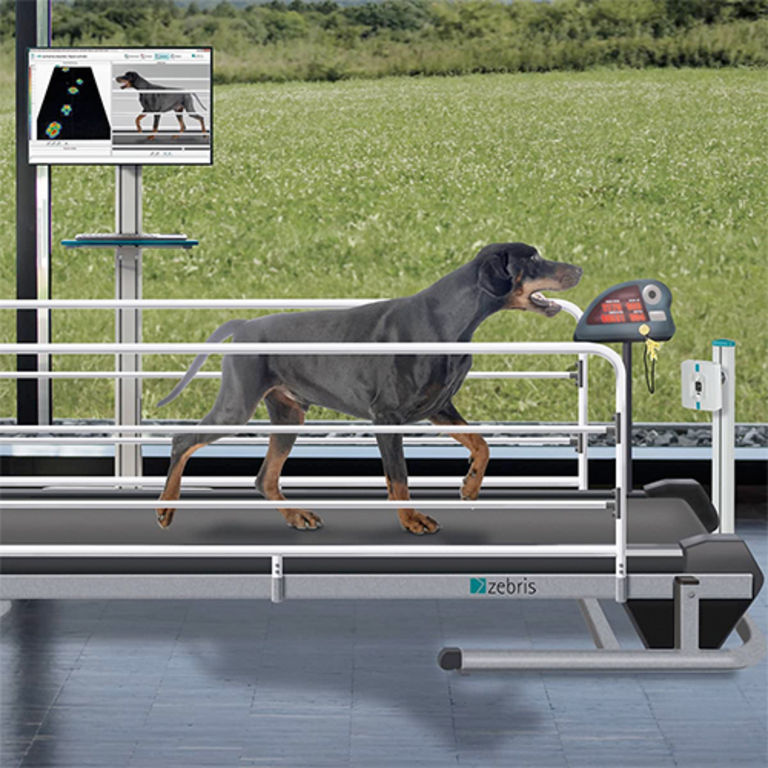 Gait assessment system - CanidGait® - zebris Medical - veterinary ...