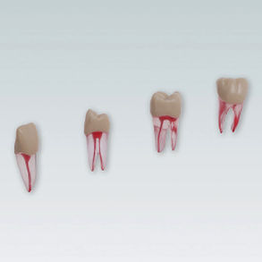 Tooth model - ANA-4 ZPUKN series - frasaco - dental care / training ...