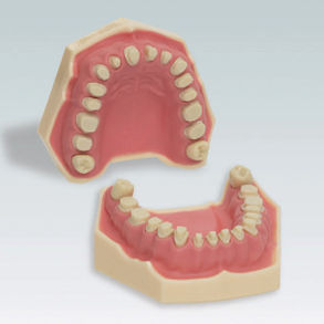 Denture model - AG-3 AW - frasaco - for teaching