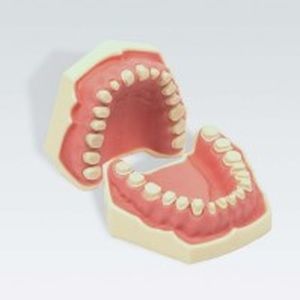 Denture model - AG-3 AW - frasaco - for teaching